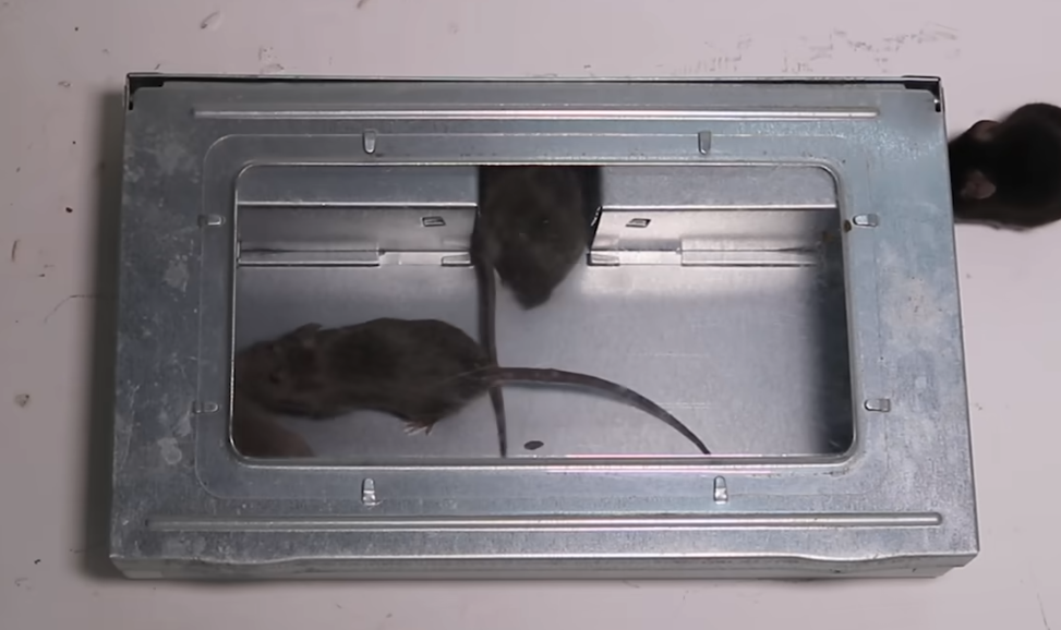 A Complete Guide to Metal Catch and Release Mouse Trap | Bird Control Products Supplier ...
