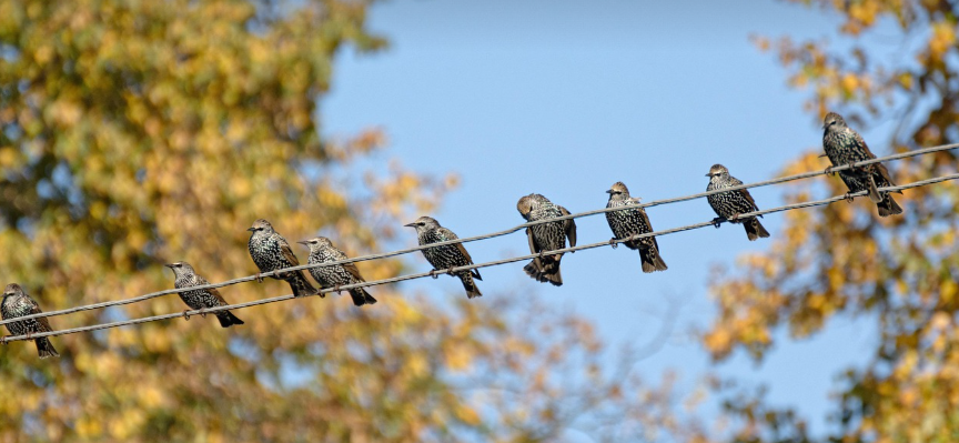 Which are the Best Mole Traps? - Tunnel Plastic Mole Trap