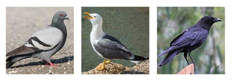 About The Beautiful Anti Bird Wire | Bird Control Products Supplier ...