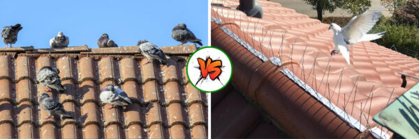 What Smells Do Birds Hate? Revealed DIY vs. Proven Bird Deterrents ...