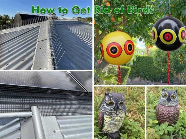 What Smells Do Birds Hate? Revealed DIY vs. Proven Bird Deterrents | Bird Control Products ...