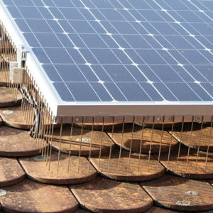 Solar Panel Bird Spikes, Get Rid of Pigeons and Birds from Solar Panel